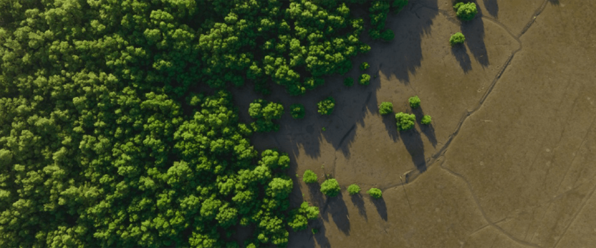 Project Hariyali: Mahindra's Reforestation Initiative for Nature ...